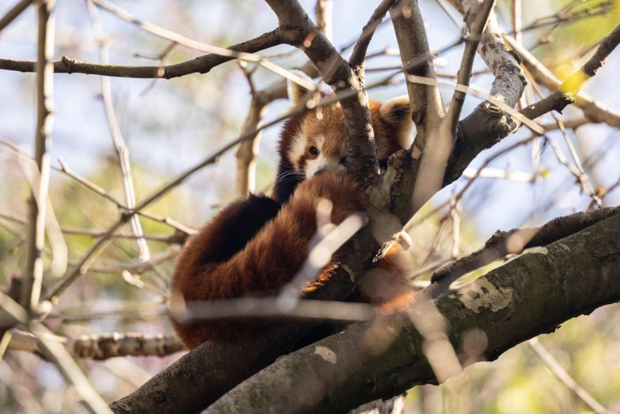 12 Facts About Red Pandas