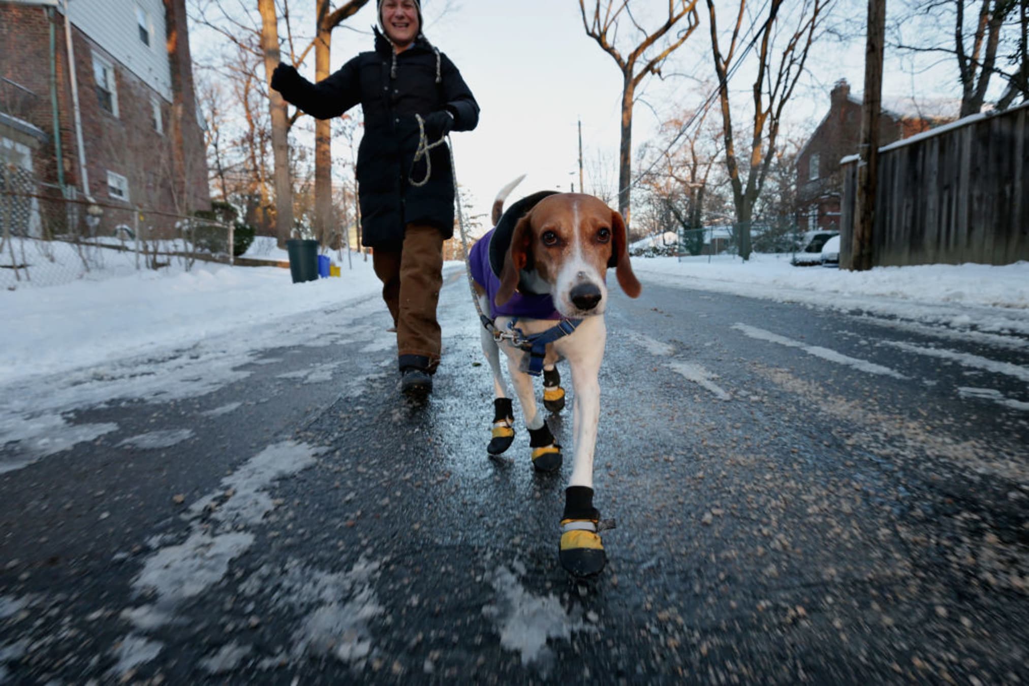 5 Tips for Safely Walking Your Dog in Cold Weather
