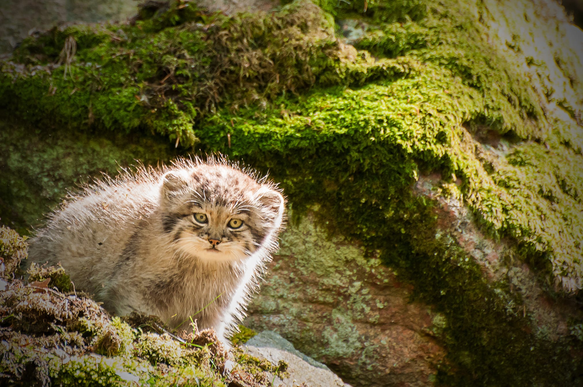 12 Fascinating Facts About Pallas’s Cats