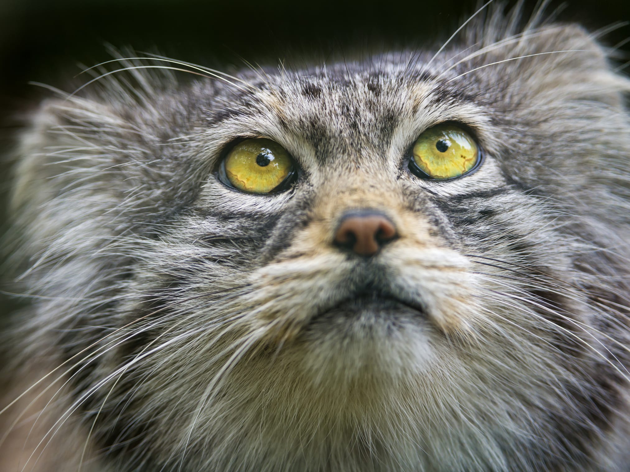 12 Fascinating Facts About Pallas’s Cats