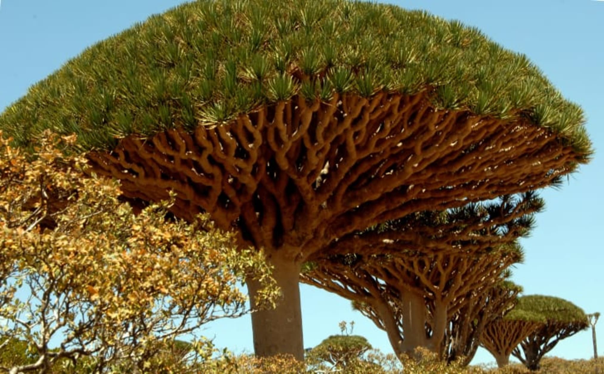 Interesting Trees Around the World | Mental Floss