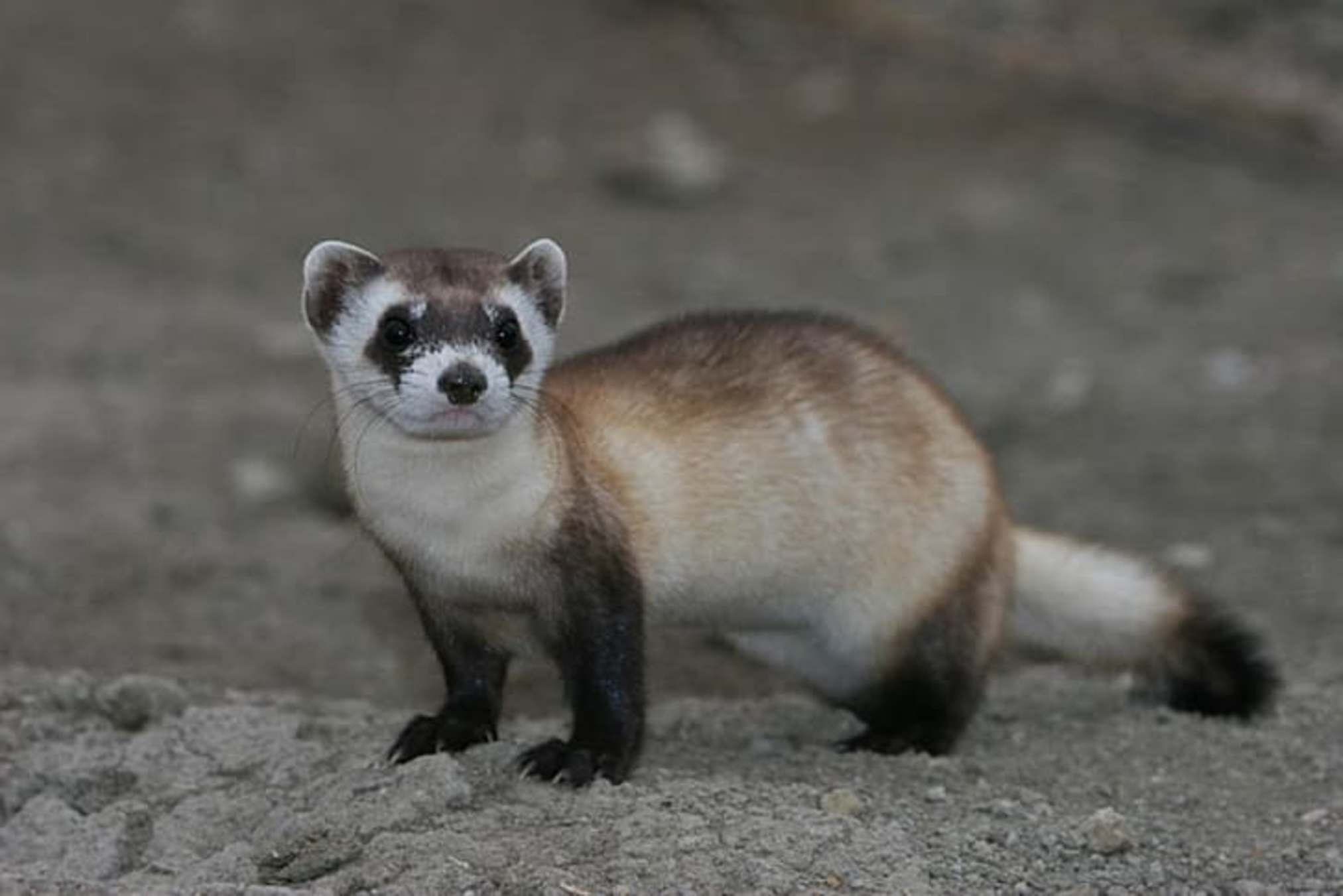 13 Fun Facts About Ferrets | Mental Floss