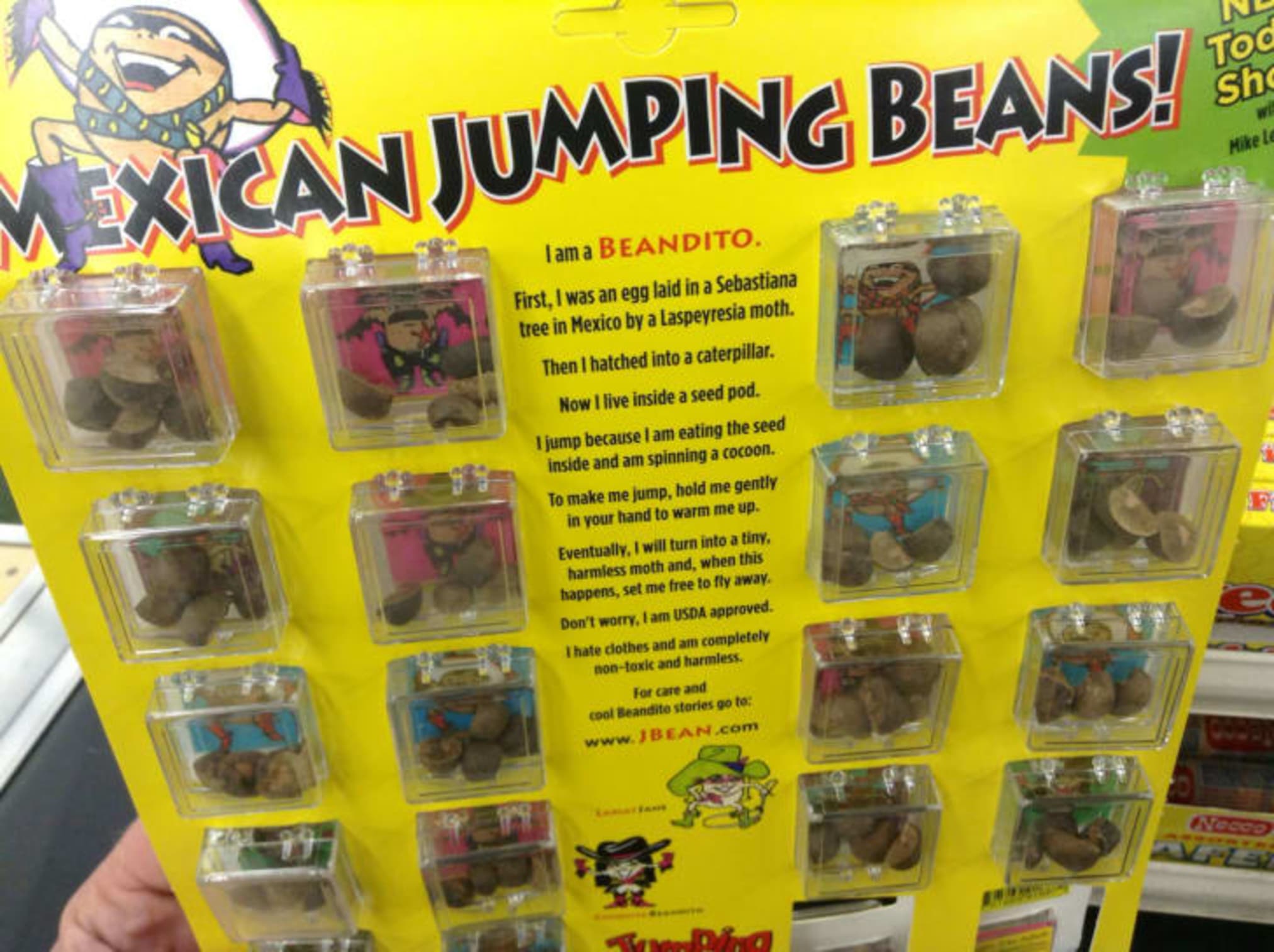 One Small Leap: The Enduring Appeal of Mexican Jumping Beans | Mental Floss