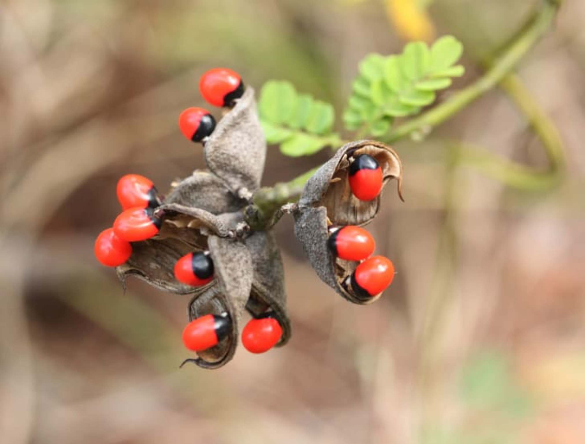 8 Seemingly Harmless Plants That Can Kill or Maim You | Mental Floss
