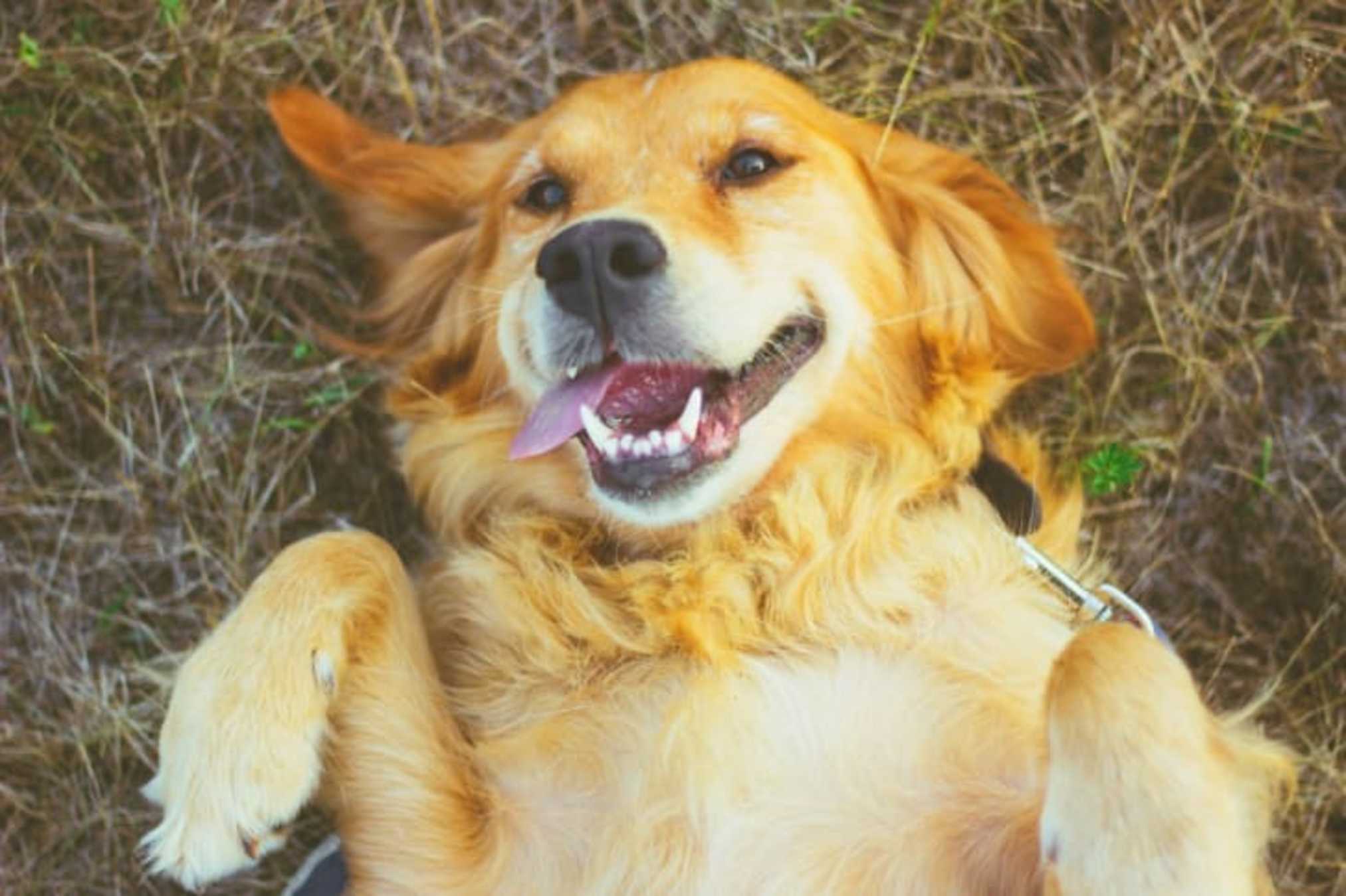 The Most Popular Names for the 5 Most Popular Dog Breeds | Mental Floss