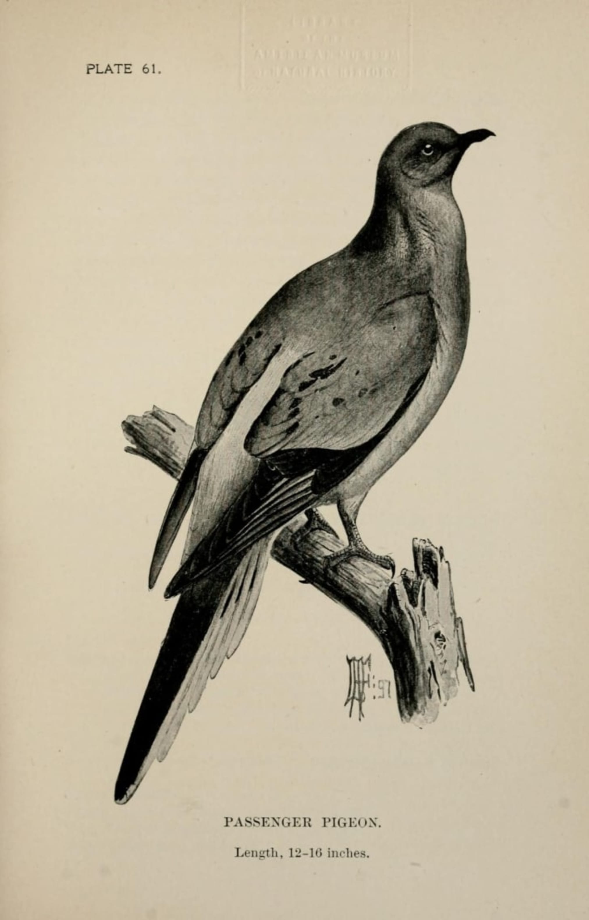 10 Facts About the Extinct Passenger Pigeon | Mental Floss