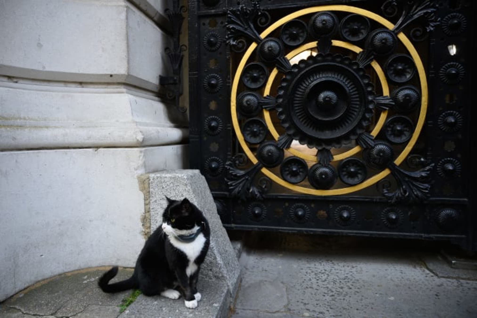 5 Facts About Larry the Cat, the UK’s Chief Mouser | Mental Floss