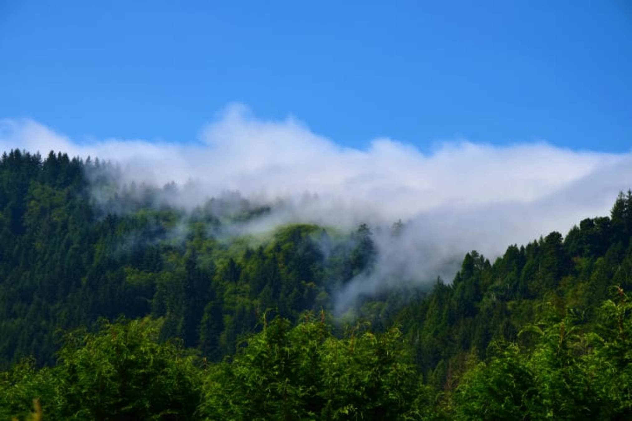 Protecting Hyperion, The World's Tallest Tree | Mental Floss