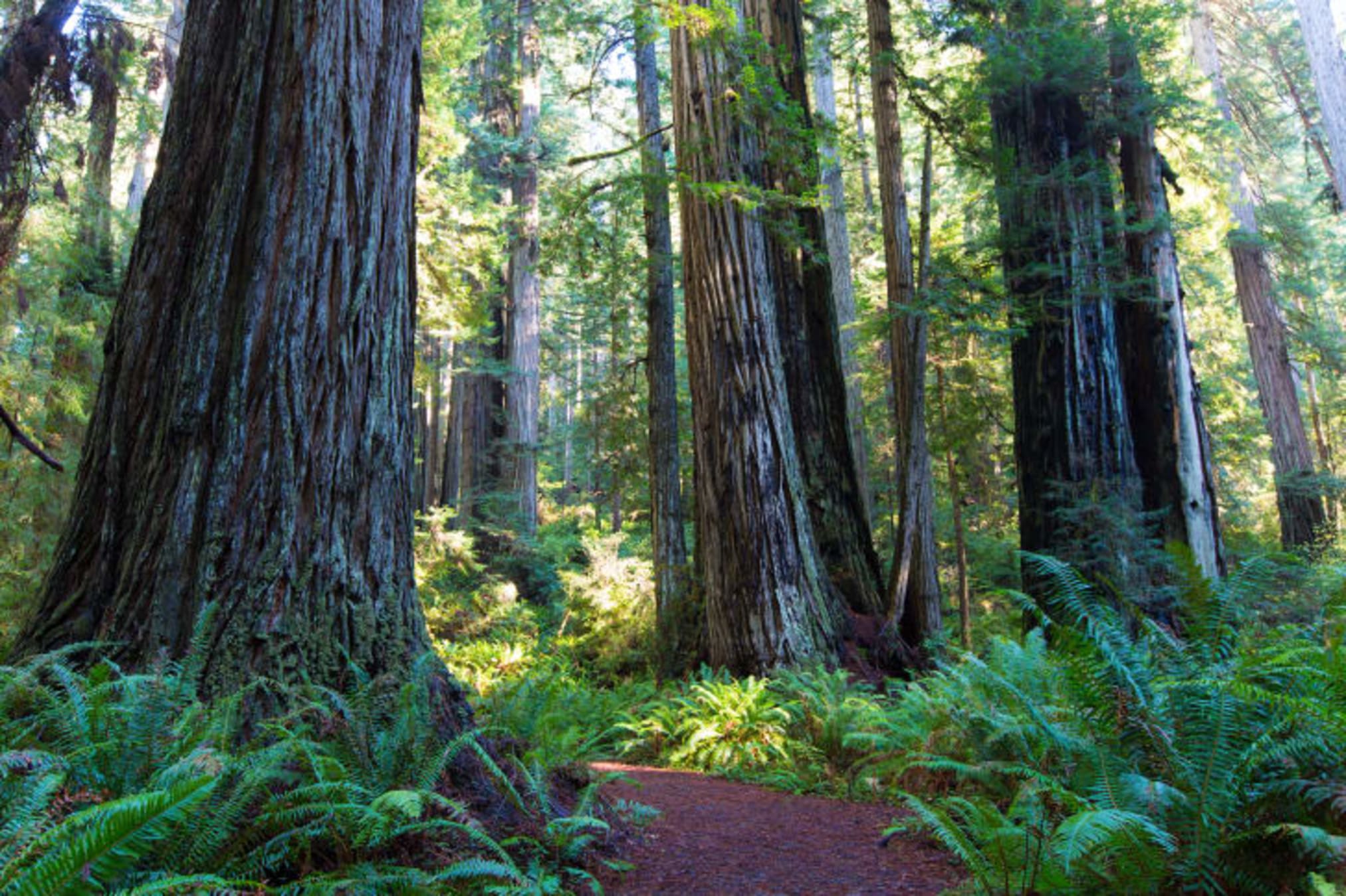 Protecting Hyperion, The World's Tallest Tree | Mental Floss