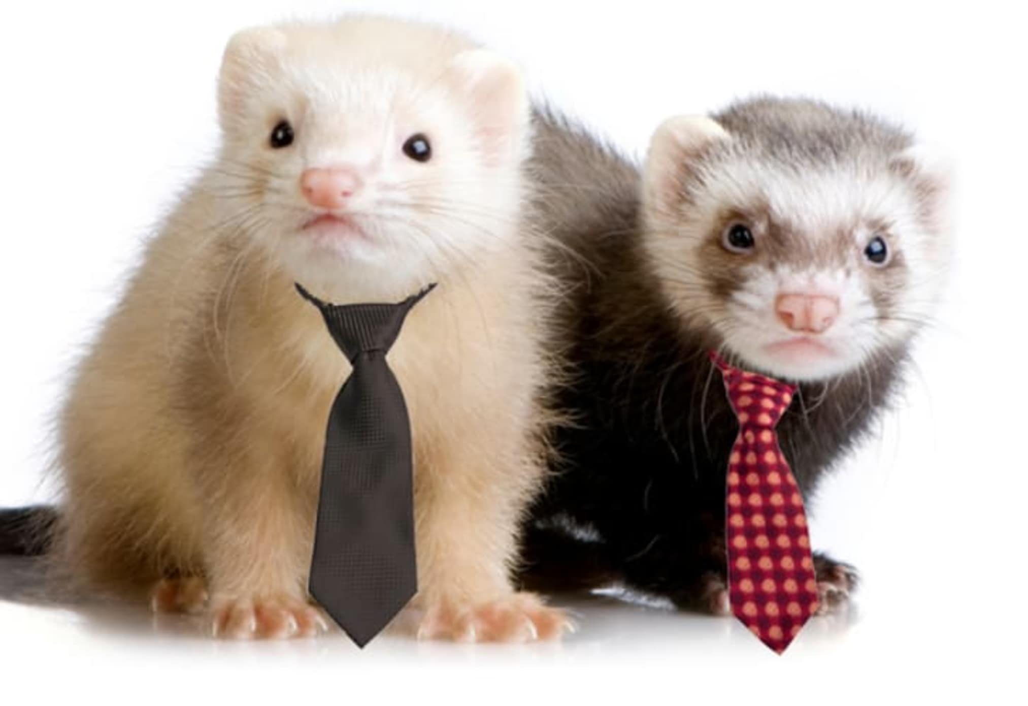 13 Fun Facts About Ferrets | Mental Floss