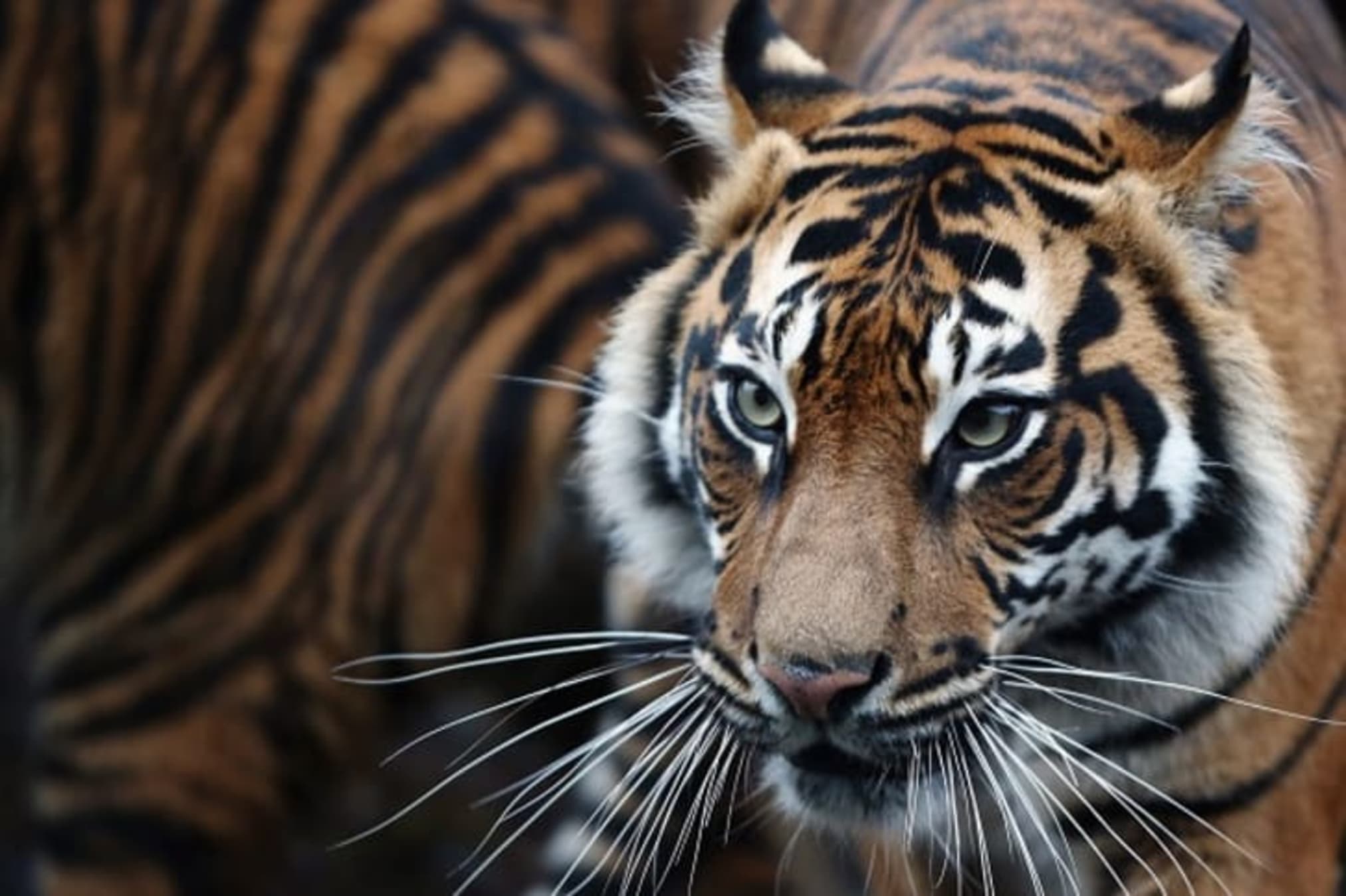 11 Fierce Facts About Tigers | Mental Floss