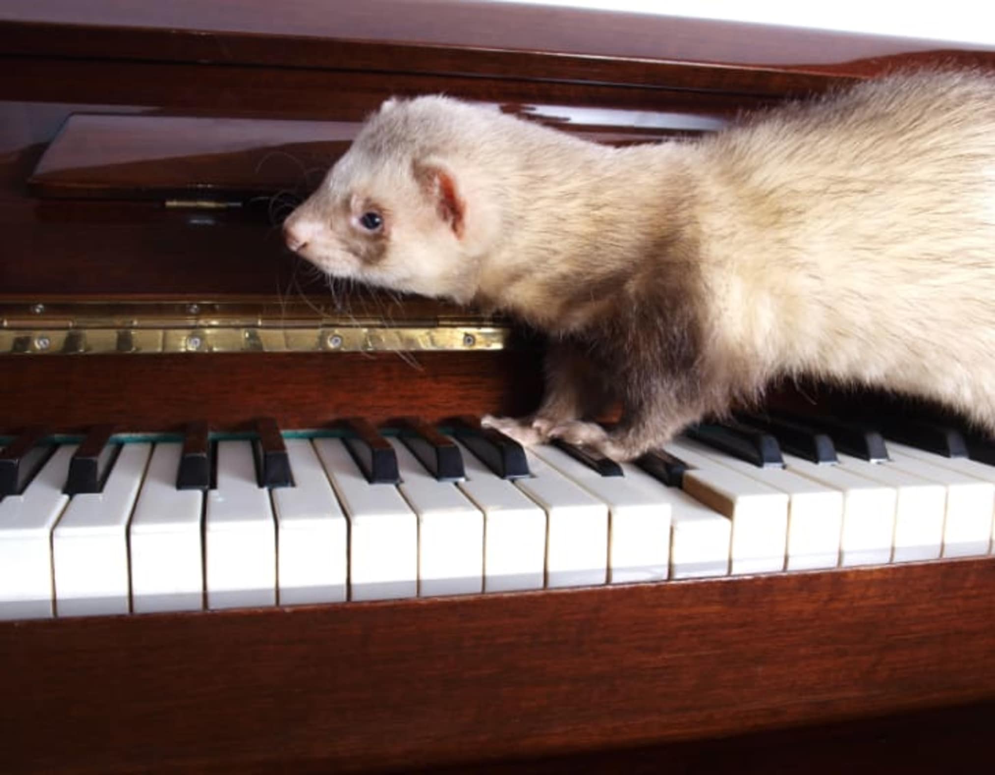 13 Fun Facts About Ferrets | Mental Floss