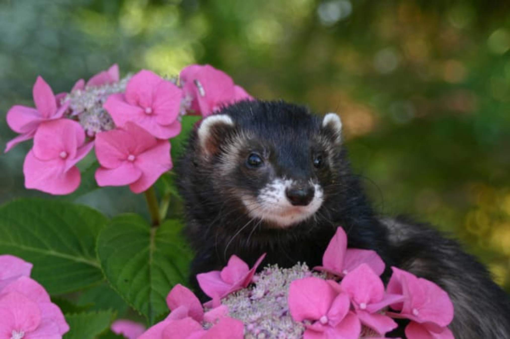 13 Fun Facts About Ferrets | Mental Floss