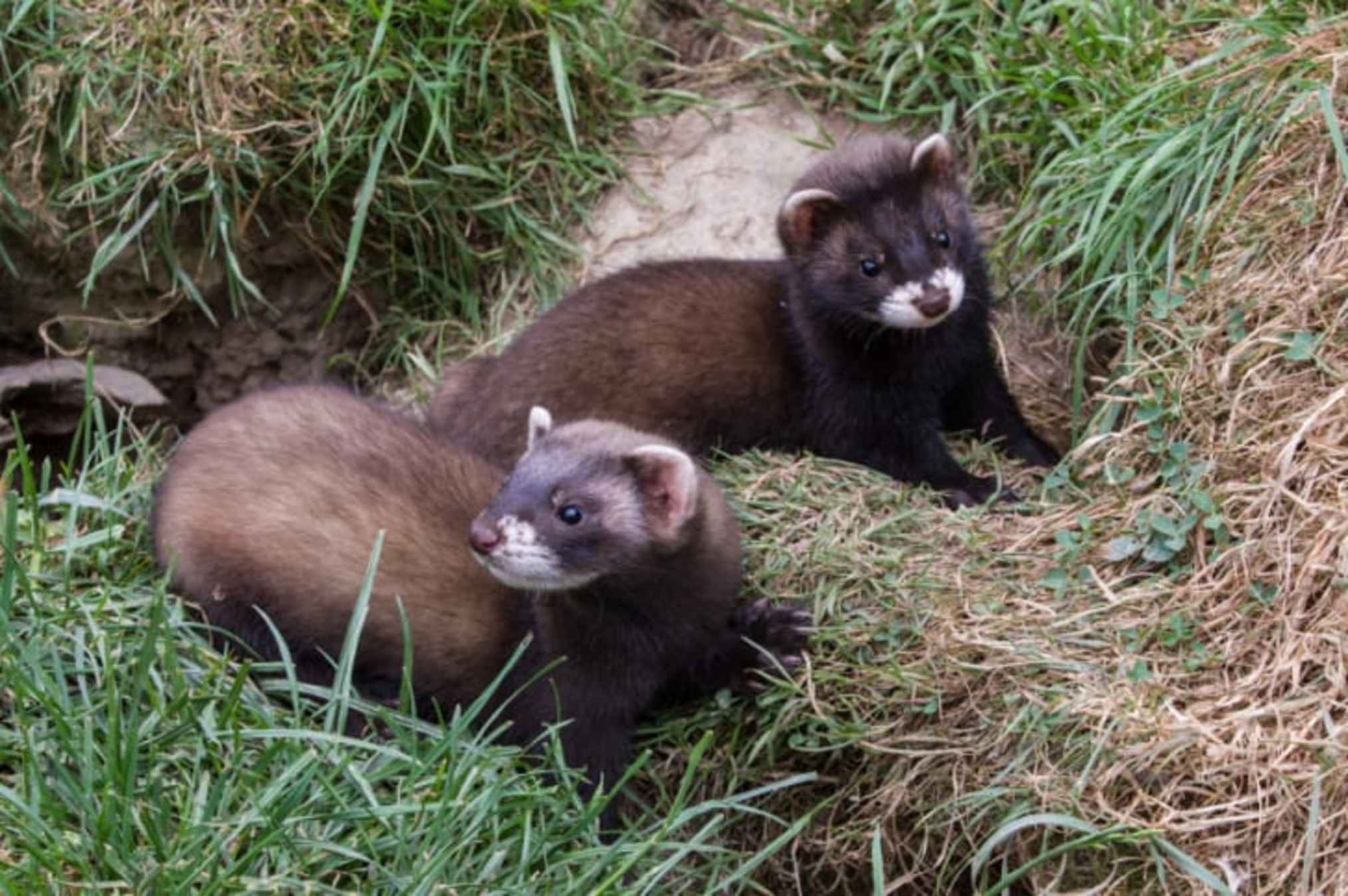 13 Fun Facts About Ferrets | Mental Floss