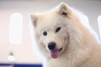 10 Facts About the Samoyed