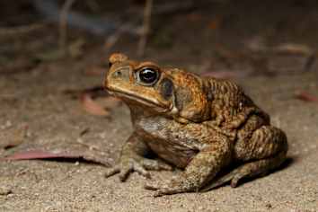 10 Big Facts About Cane Toads