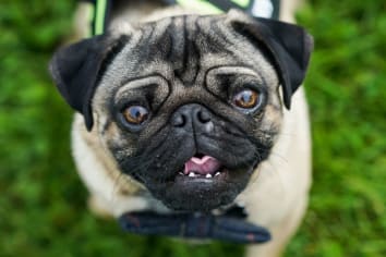 12 Fun Facts About Pugs