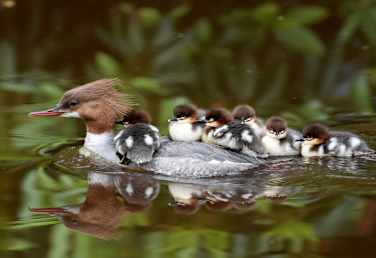 10 Delightful Facts About Ducks