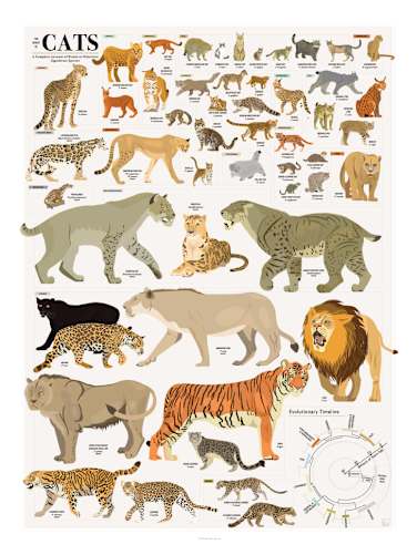 This Wall Chart Shows Every Species in the Cat Kingdom | Mental Floss