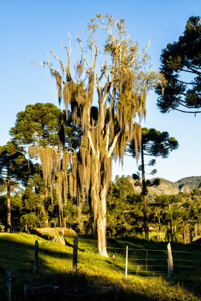 10 Fascinating Facts About Spanish Moss