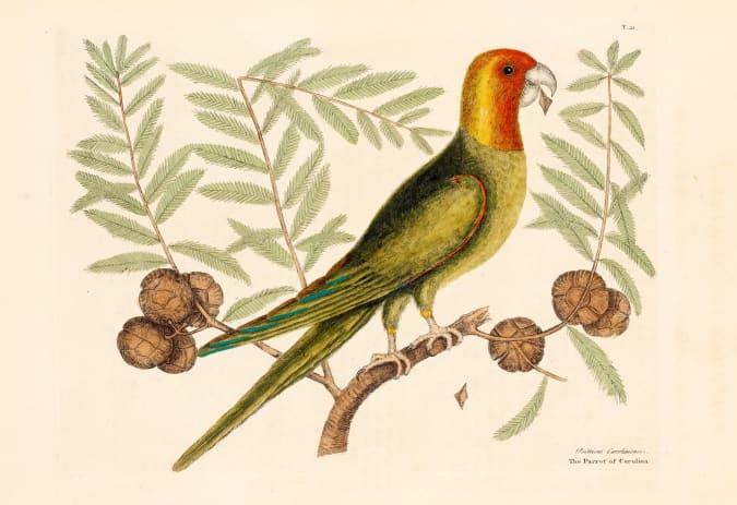 The Curious Extinction of the Carolina Parakeet