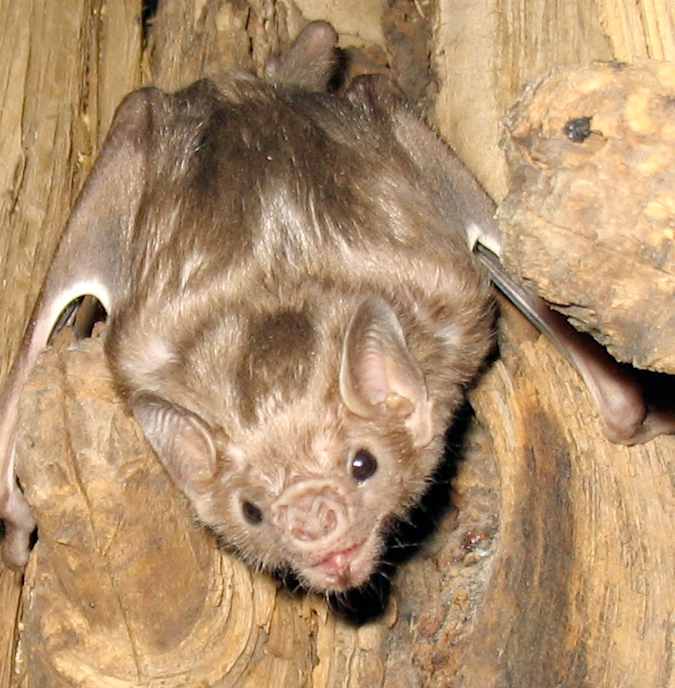 11 Surprising Facts About Vampire Bats