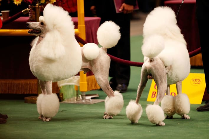10 Facts About Poodles