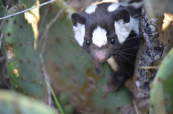 How Climate Change Shaped This Adorable Skunk’s Evolution | Mental Floss
