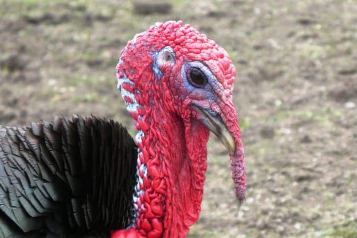 Turkey Animal Facts | Mental Floss