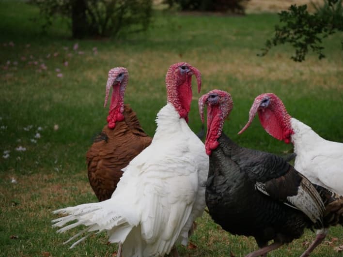 Turkey Animal Facts | Mental Floss