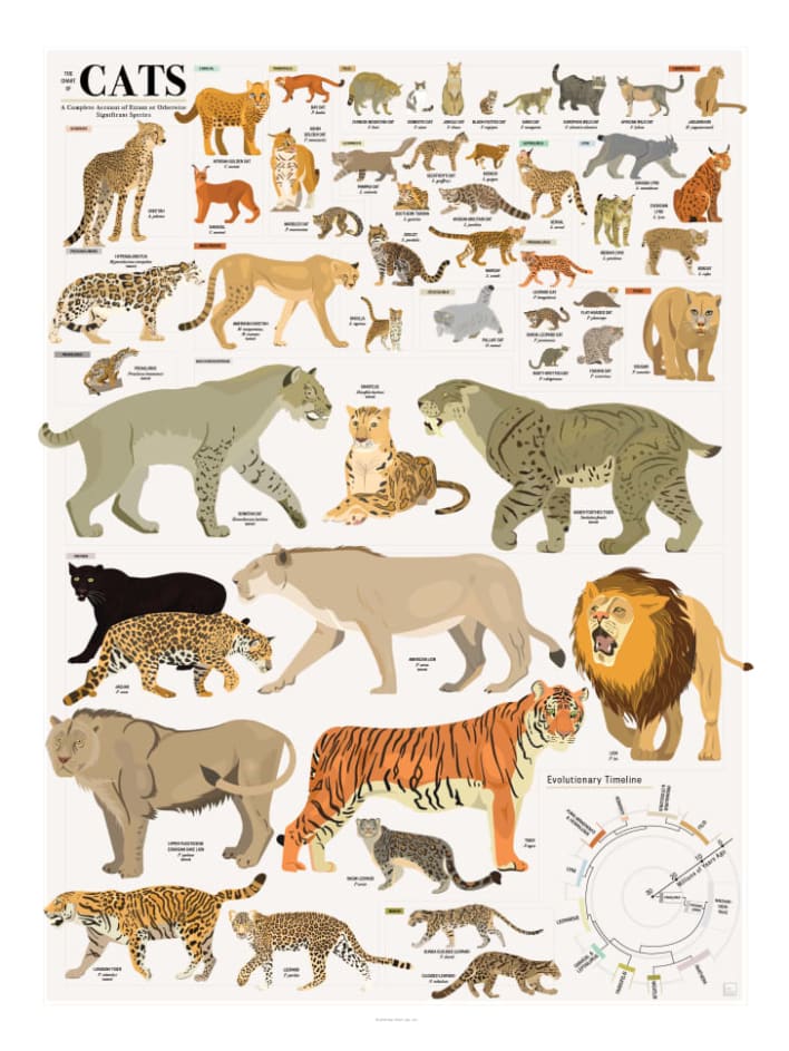 This Wall Chart Shows Every Species in the Cat Kingdom | Mental Floss