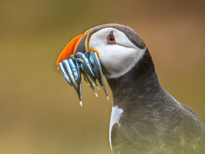 10 Facts About Puffins | Mental Floss