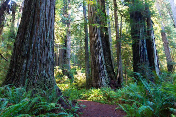Protecting Hyperion, The World's Tallest Tree | Mental Floss