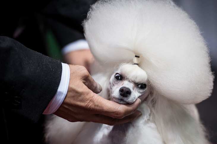 10 Facts About Poodles