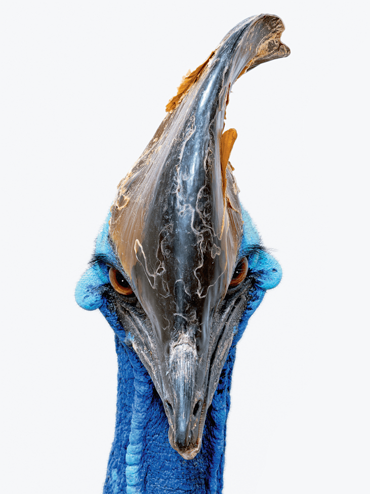 9 Photos That Show the Enduring Power of Evolution | Mental Floss