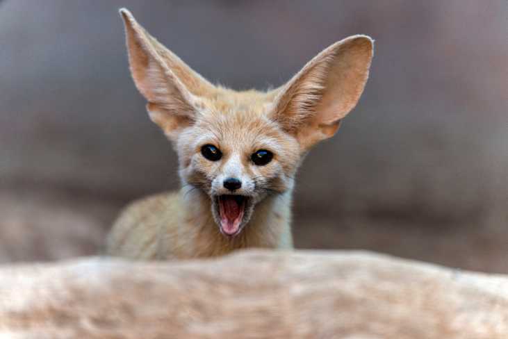 25 Fascinating Facts About Foxes