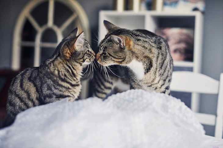 10 Science-Backed Tips for Getting a Cat to Like You