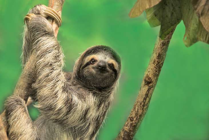 15 Delightfully Descriptive French Animal Names