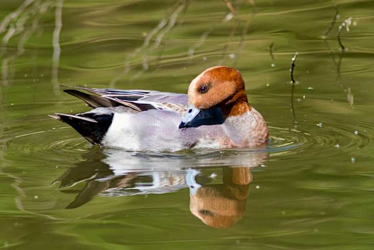 10 Delightful Facts About Ducks
