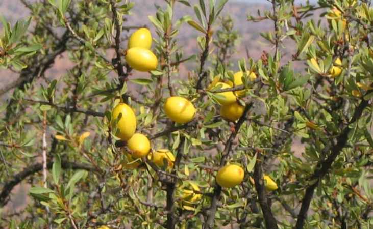 Tree-Climbing, Seed-Spitting Goats Help Trees Grow in New Places ...