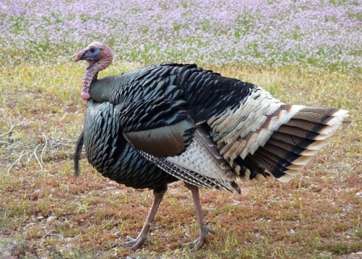 Turkey Animal Facts | Mental Floss