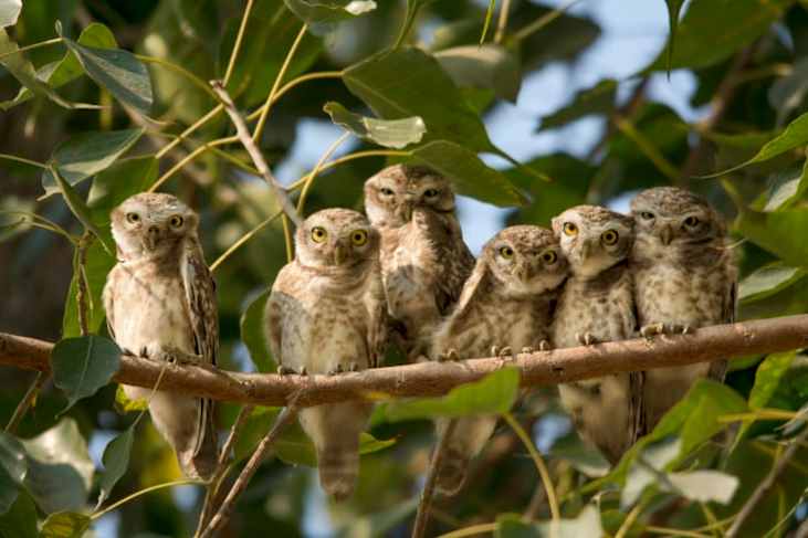 Collective Nouns for Groups of Animals | Mental Floss