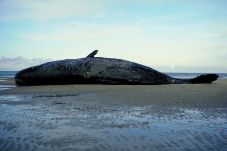 Remembering Oregon's Exploding Whale of 1970
