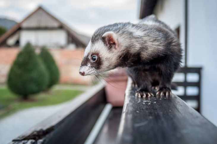 13 Fun Facts About Ferrets | Mental Floss