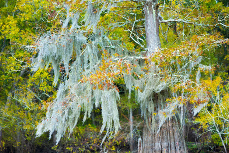 10 Fascinating Facts About Spanish Moss