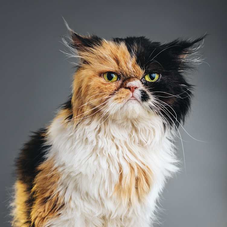 10 Fancy Facts About Persian Cats