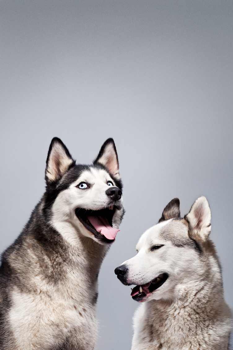 11 Facts About Huskies
