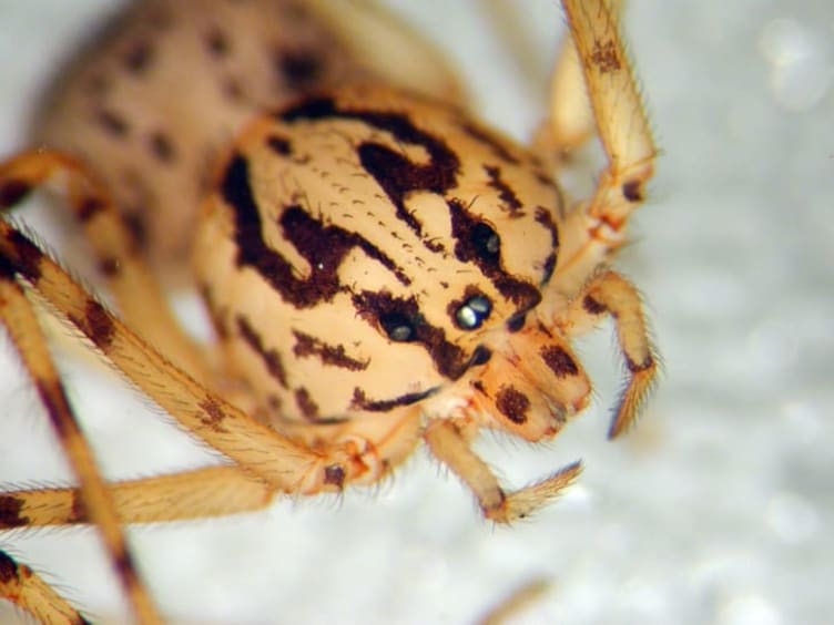 10 of the World's Strangest Spiders | Mental Floss